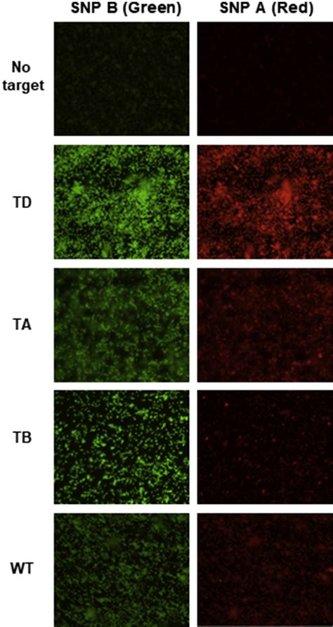 Figure 4 From Oligonucleotide Hybridization With Magnetic Separation Assay For Multiple Snp