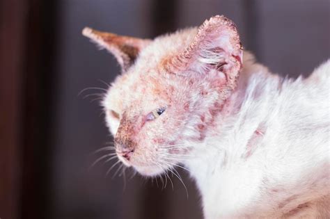 Premium Photo Side View Of Cat Illustration Of Cat Mange Sarcoptes