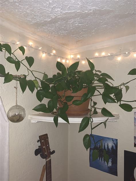 My Dearest Pothos Reach For The Stars R Pothos