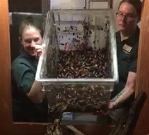Nj Science Center Holds Cockroach Count Watch If You Dare Hoboken Nj Patch