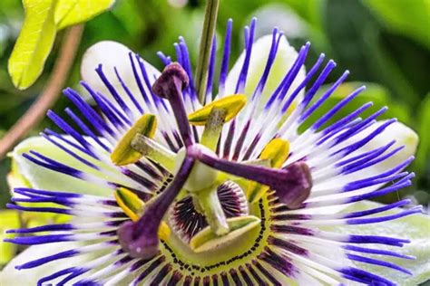 Les Différentes Sortes De Passiflores Notre Sélection De Quelques Variétés Tout Jardin Direct