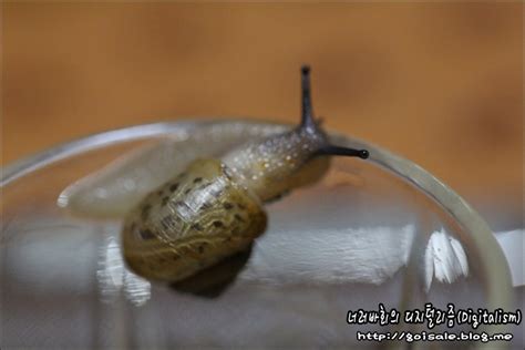 달팽이 키우는 법 달팽이 키우기 달팽이의 특징 달팽이의 하루 네이버 블로그