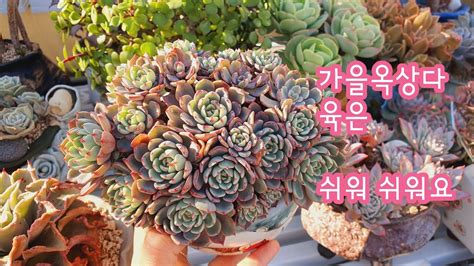 바쁜와중😊간간히 물챙겨줬더니 확실히 땡글이가을철옥상노지관리확실히쉬워ㅋ엔젤윙나나후쿠미니 이쁨뿜뿜🌸🌼22114korean Succulents Plants 💖