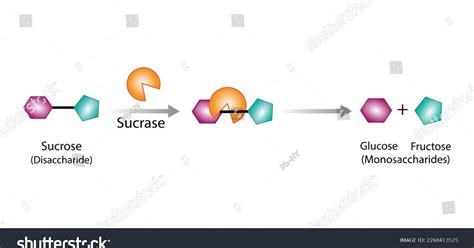 Sucrose Degradation In Plants Unveiled