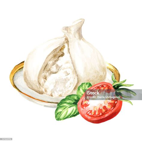 Burrata Italian Soft Cheese With Tomatoes And Basil Hand Drawn