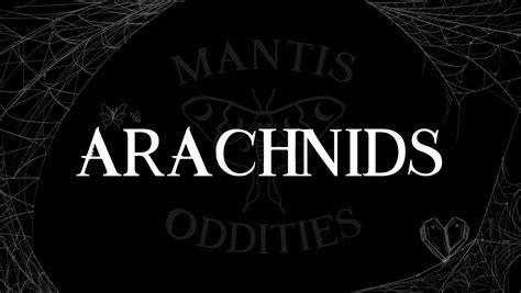 Arachnids Archives Mantis Oddities