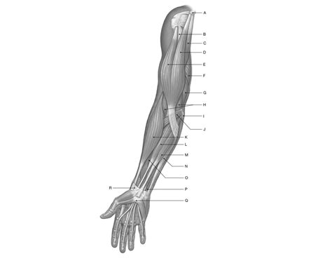 Superficial Muscles Anterior View Answer Key Solved Identify