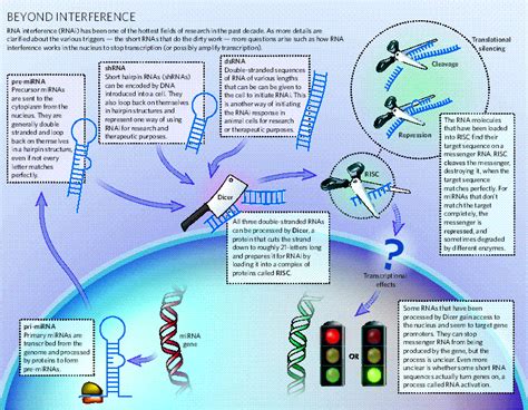 Rna Interference And Qrt Pcr