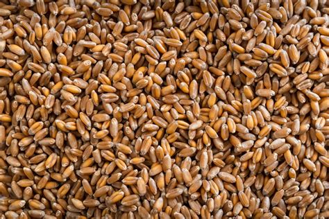 Organic Hard Red Winter Wheat Fieldstone Organics