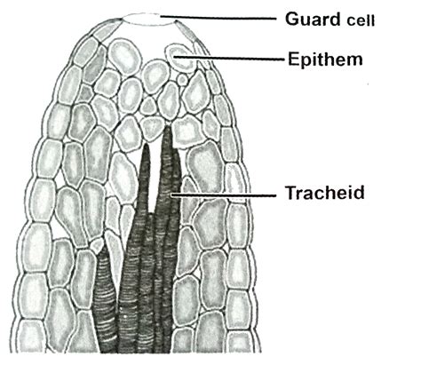 Tamil Solution Draw The Structure Of Hydathode