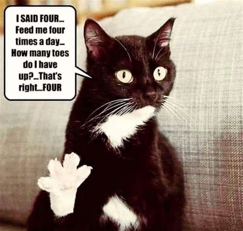 Cat Scratch Memes