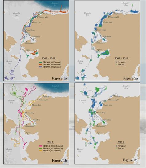 Seasonal Migration Of Bearded Seals Between Intensive Foraging Patches