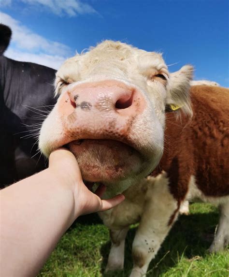 She Looks So Cute When She Gets Scratches Rmodernmoo