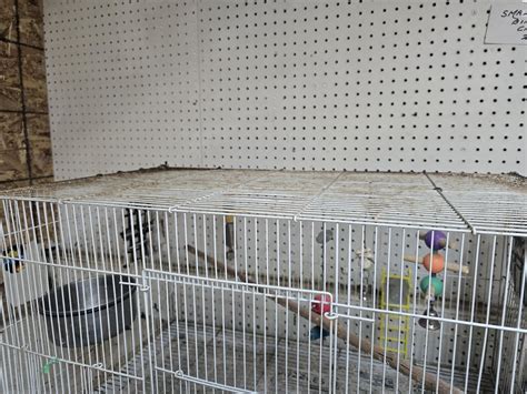 Are These Conditions Safe For Parrots Can Anything Be Done Rparrots