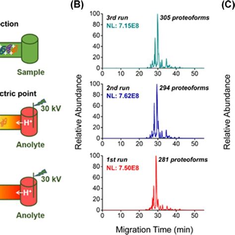 Of The History Of Cze‐ms A And Cief‐ms B For Multilevel Proteomics