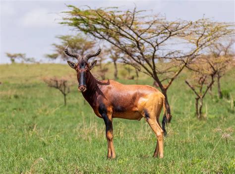 Swaynes Hartebeest How A Community Is Working To Save A Rare Antelope One Earth