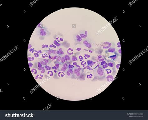 Canine Monocyte