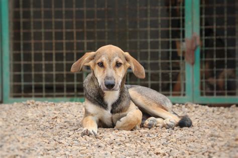 Trusky Streunerglück E V