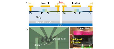 Device Layout A Schematic Cross Section Drawing Of Dual Ring Download Scientific Diagram