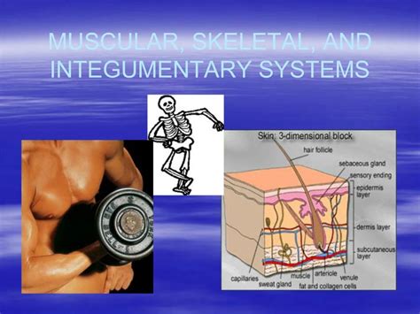 Ppt Muscular Skeletal And Integumentary Systems Powerpoint
