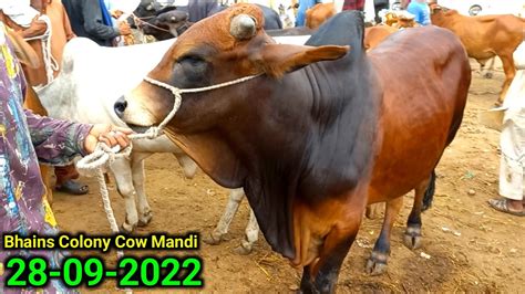 Bhains Colony Mandi Karachi Cattle Updates 28 09 2022 Cow Mandi 2023