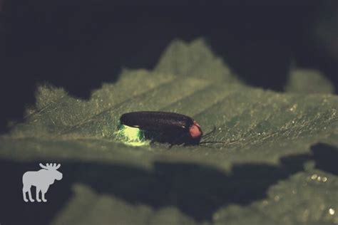 Why Do Fireflies Die So Soon — Forest Wildlife