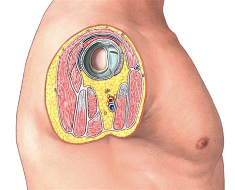 Shoulder Lateral View Diagram Quizlet