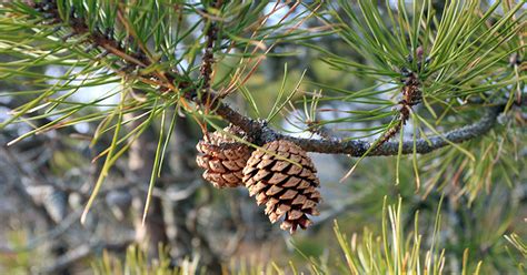 Pine Tree In Hindi Chid Ka Ped Benefits Of Pine Tree In Hindi