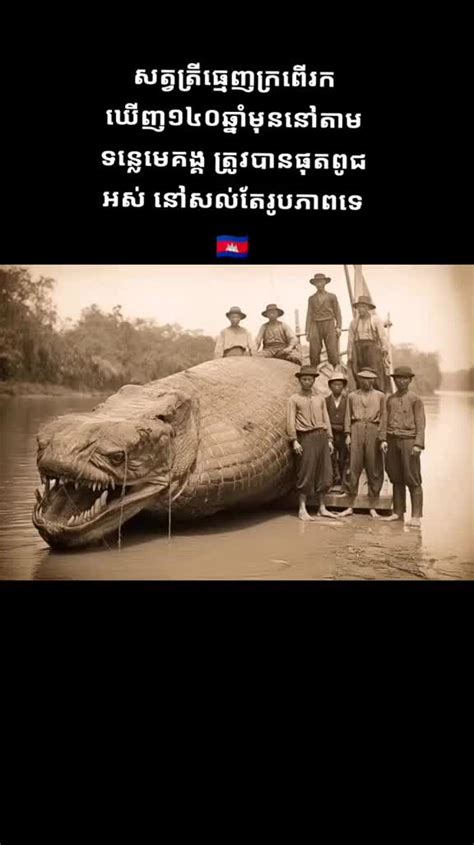 ត្រីធ្មេញក្រពើ 柬埔寨头条