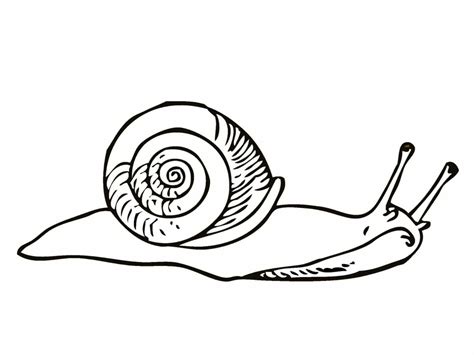 Coloriage Escargot 20 Dessins à Imprimer Gratuitement