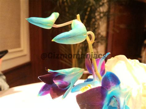 ASUS Zenfone GB RAM Full Review GizmoManiacs