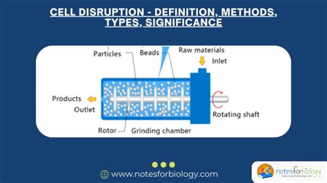 Cell Disruption Definition Methods Types Significance Cell Disruption Definition Methods Types Significance