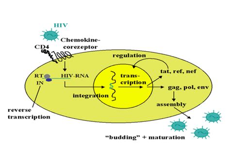 Sba Describe In Simple Terms The Replication Transmission And