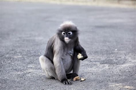 Premium Photo Dusky Langur