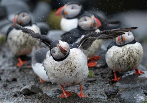 Puffins Are Declining Fast On British Islands And Could Go Extinct