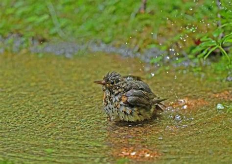 クロツグミ 鳥撮りとりこ