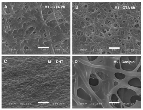 Non Toxic Crosslinking Of Electrospun Gelatin Nanofibers For Tissue