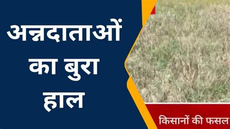 जालौन किसानों की आफत में जान अब तक किसी ने बर्बादी का नहीं जाना हाल