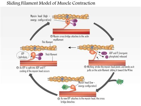 Steps Of Muscle Contraction Diagram