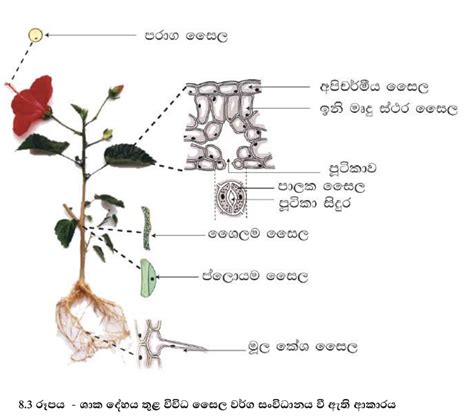 සෛලීය සංවිධානය Cellular Organisation Centennial Academy