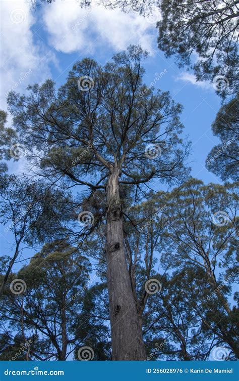Looking Up At A Eucalyptus Amygdalina Or Black Peppermint Tree Stock