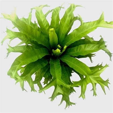 Asplenium Crissie