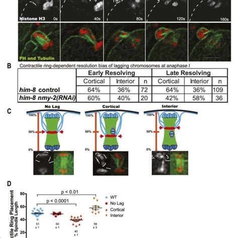 The Contractile Ring Moves Inward Past The Lagging Chromosomes Of Him 8