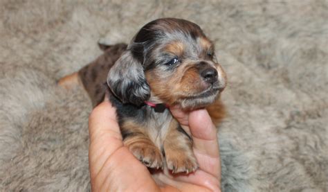 Blonde Long Haired Dachshund For Sale Select