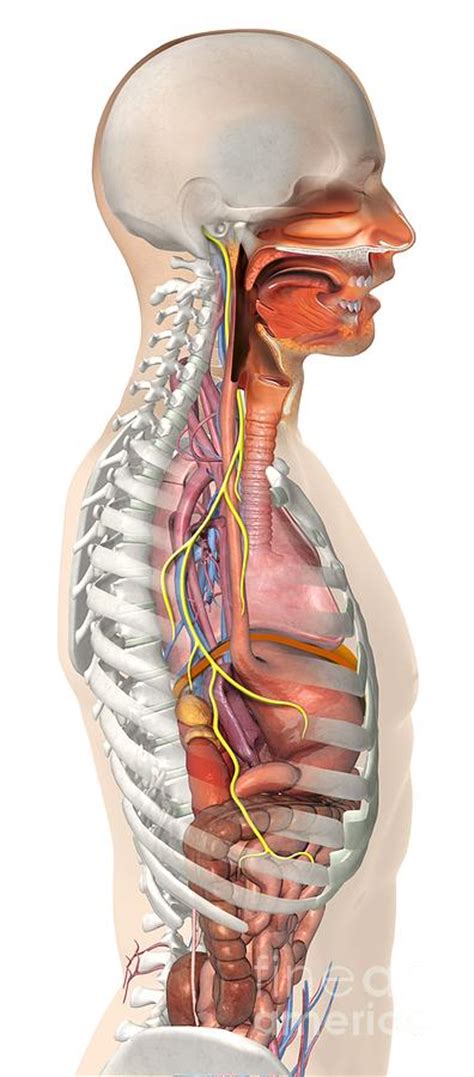 Vagus Nerve Anatomy Artwork Photograph By Claus Lunau Pixels
