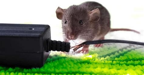 Débarrassez vous des souris pour de bon grâce à une astuce naturelle