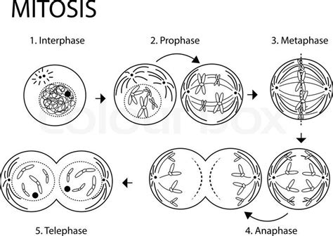 Anaphase Coloring Pages