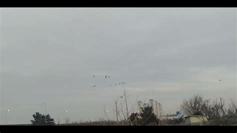 무리지어 날아가는 기러기 Geese Flying In Flock Youtube