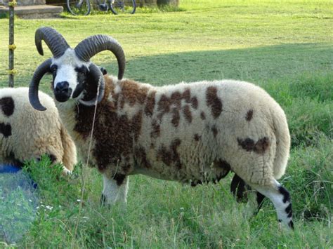 Jacob Sheep Photos Artofit