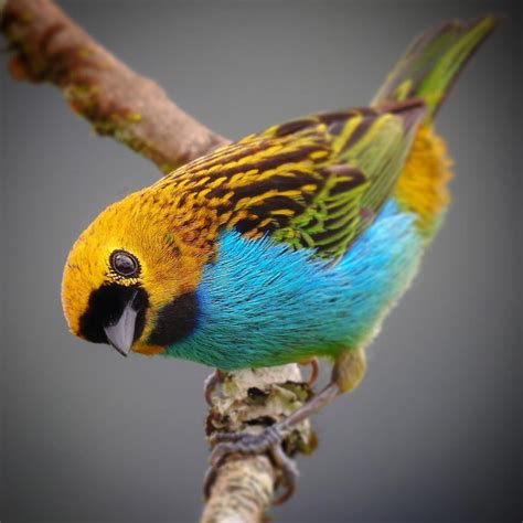 Gilt Edged Tanager Tangara Cyanoventris Tanagra